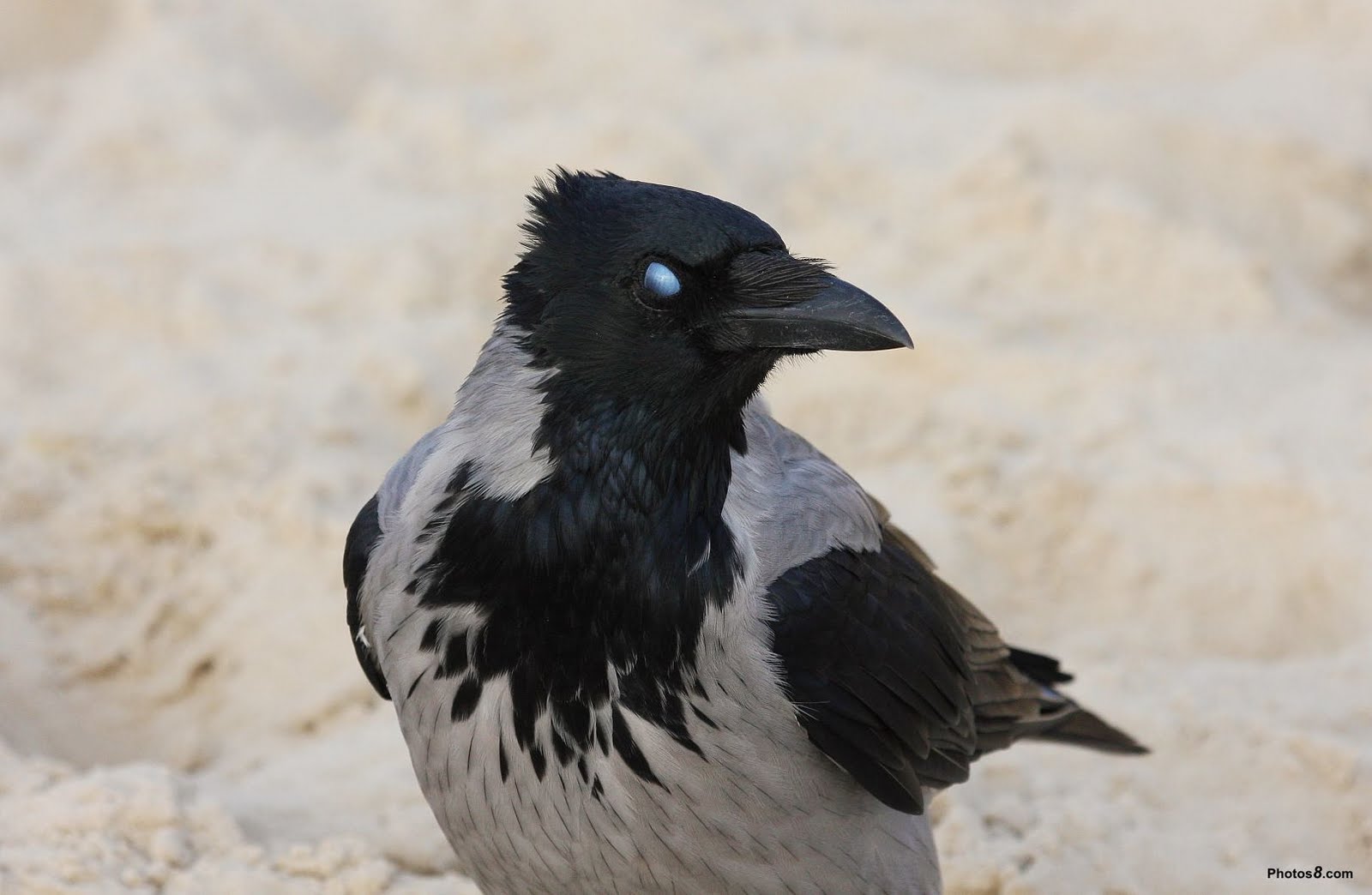 Stars - Animals Wallpapers - Photos: Photographs of raven bird video ...