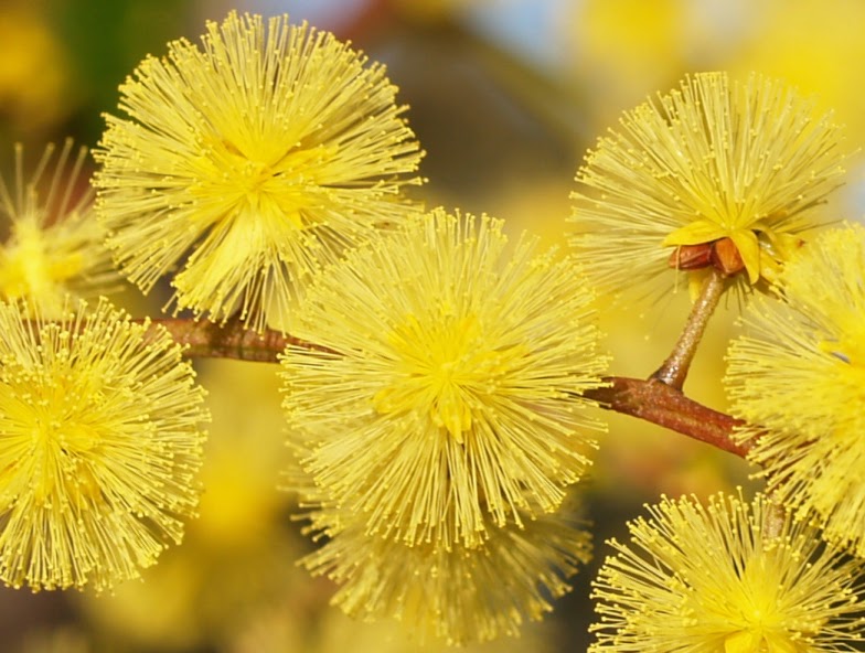 Wattle up close