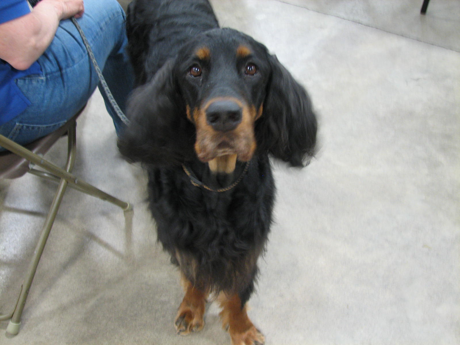 Shanster's Goats N More: 2010 Gordon Setter National Show