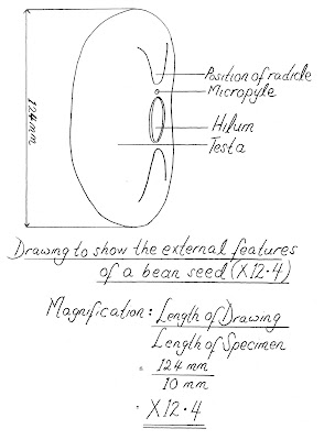 BIOLOGY ORDINARY LEVEL NOTES: BIOLOGICAL DRAWING
