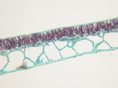 BIOLOGY ORDINARY LEVEL NOTES: XEROPHYTE, MESOPHYTE AND HYDROPHYTE