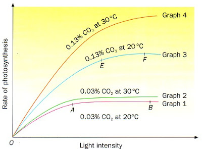 BIOLOGY ORDINARY LEVEL NOTES: PLANT NUTRITION PART 16: MORE ON THE RATE ...