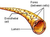 BIOLOGY ORDINARY LEVEL NOTES: THE BLOOD VESSELS AND THE HEART