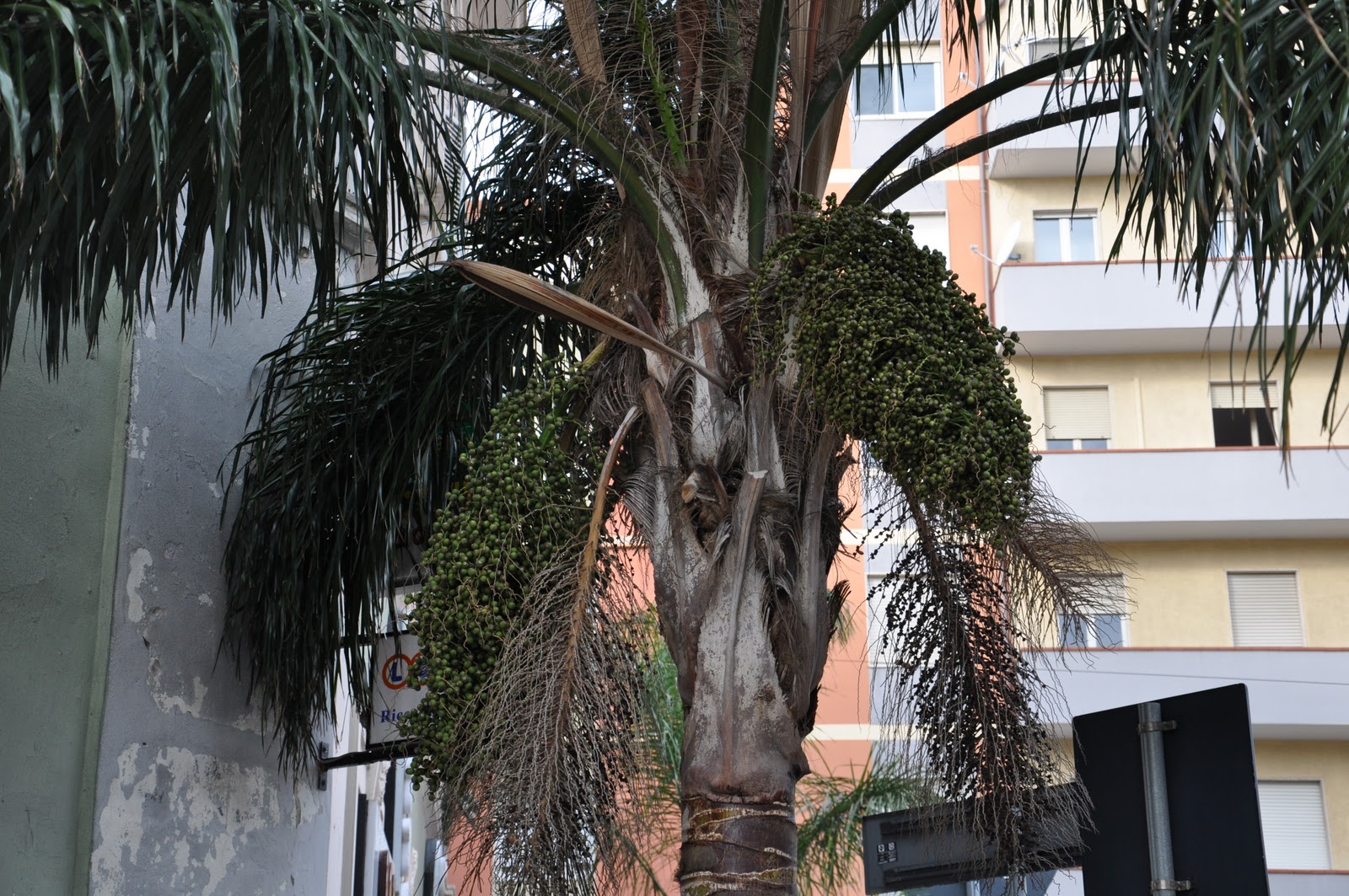 Cagliari in Verde: Le Palme - Seconda puntata