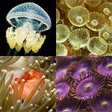 Encyclopedia: Cnidarians - Phylum CnidariaCnidarians