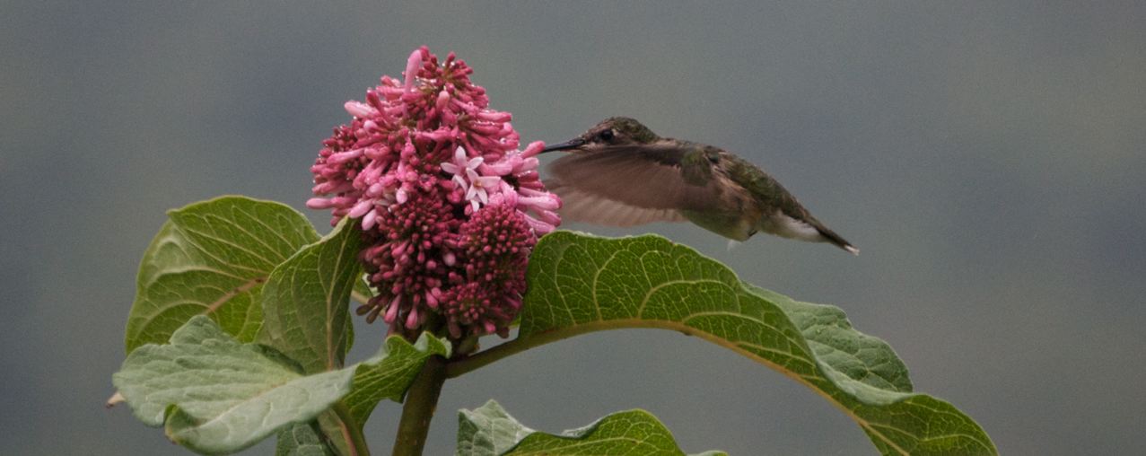 Angling Participles: Doe, a Deer, a Female Deer... A Hunting Tale.