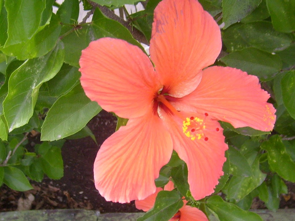 CONOCE, APRENDE Y DISFRUTA: BELLAS FLORES DE MI PAÍS - PANAMÁ