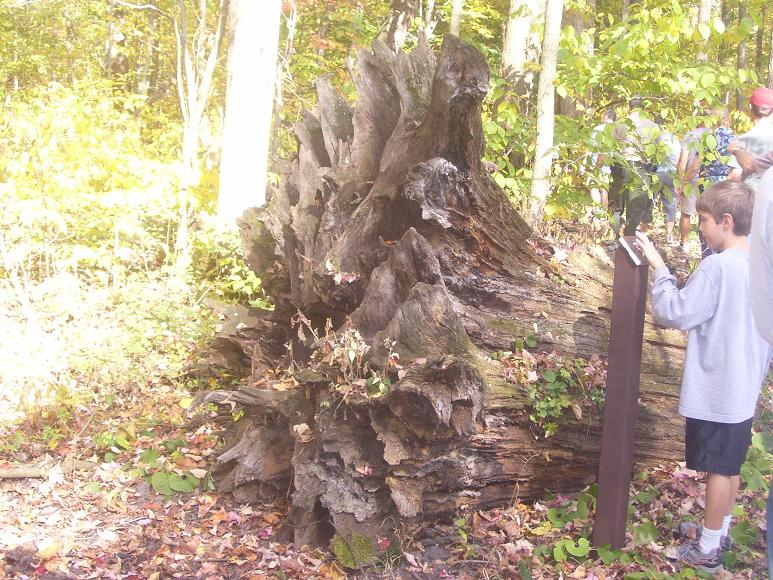 Life on the Edge: Hiking at Goll Woods