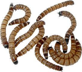 ULAT JERMAN / SUPER WORM: SUPERWORM , ULAT JERMAN, ZOPHOBAS MORIO