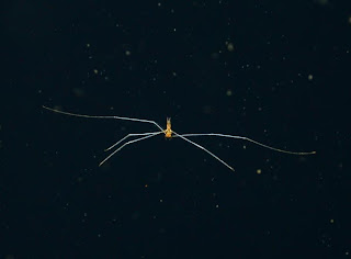 The Green Apple: Deep Sea Creatures