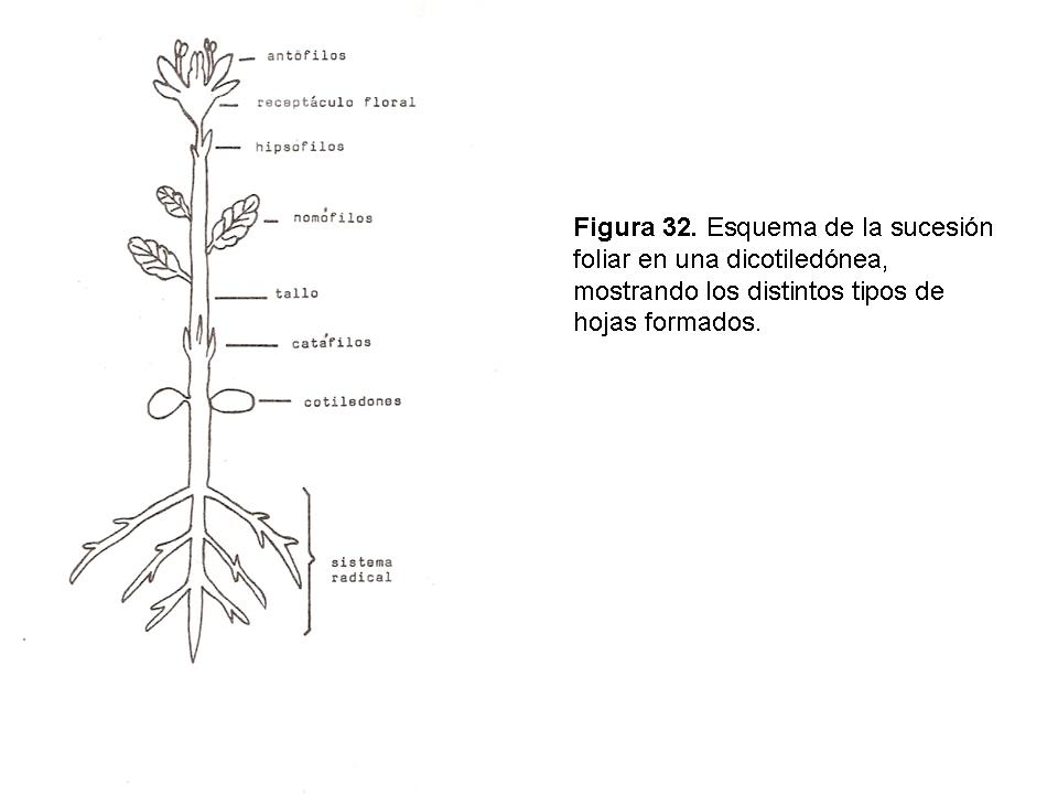 proyectobiologia: Anatomia de plantas. Clasificación. 5To. B