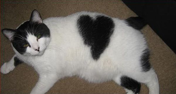 Imagenes de gatos con corazones - Imagui