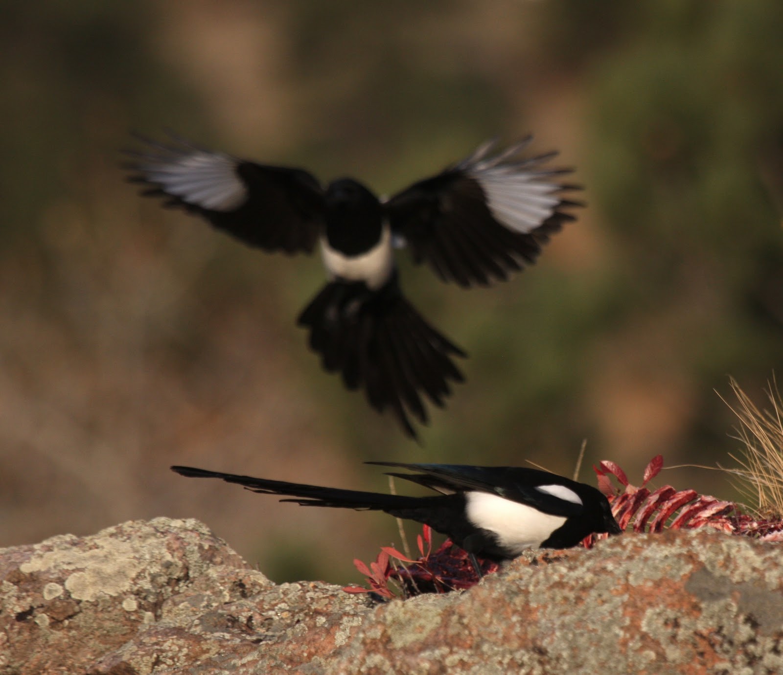 Birds and Such: Magpies, Magpie, and more Magpies
