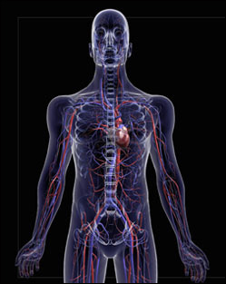 Recovery from stroke: The Circulatory and Nervous Systems: Part 1