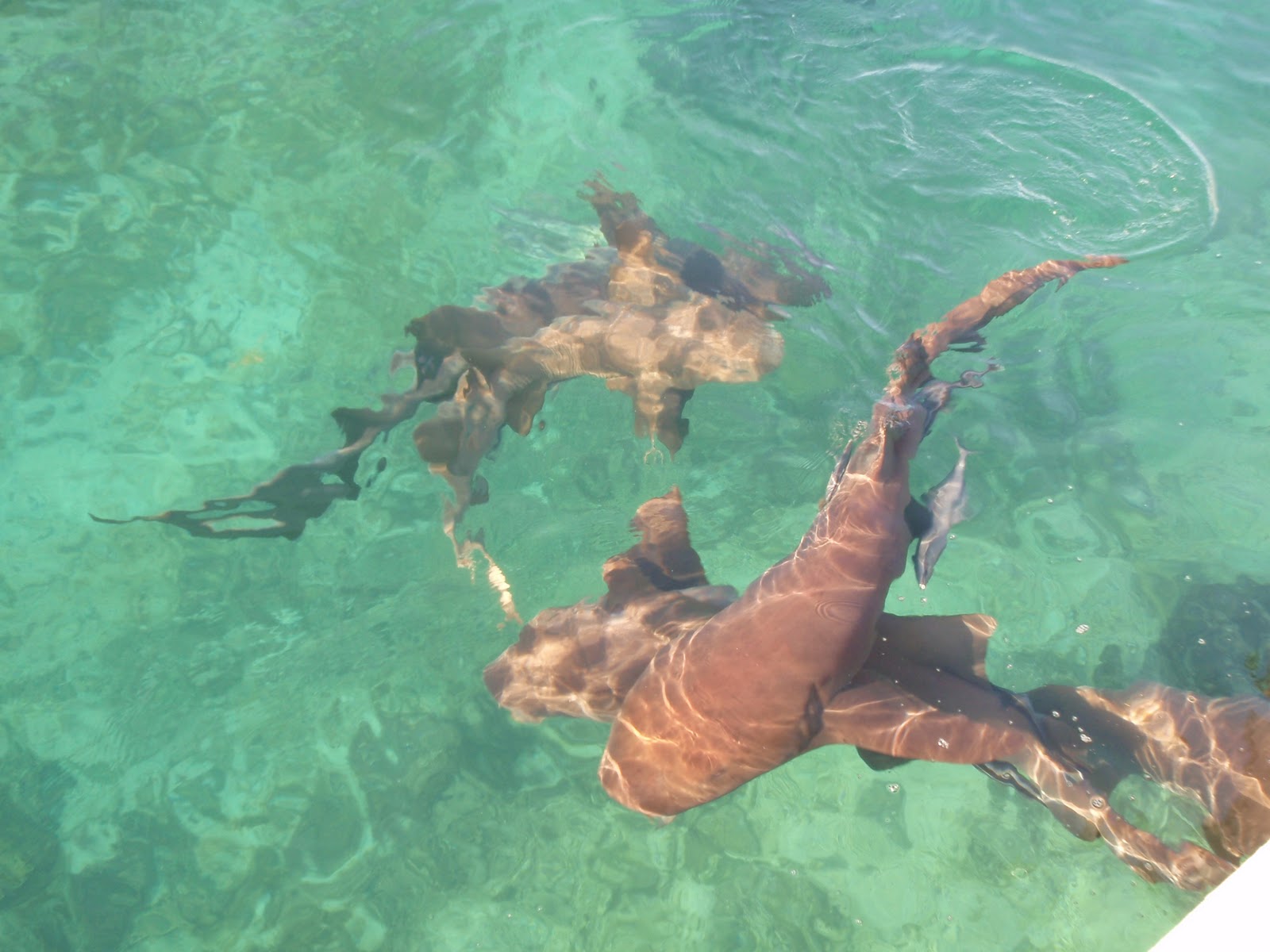 King's Cruising Log: Hatchet Bay to Governor's Harbour to Cape Eleuthrea