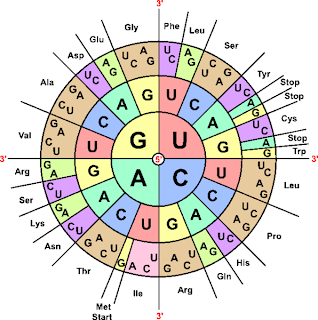 Aristarcos, de paseo por el cosmos: El código genético es universal (o ...