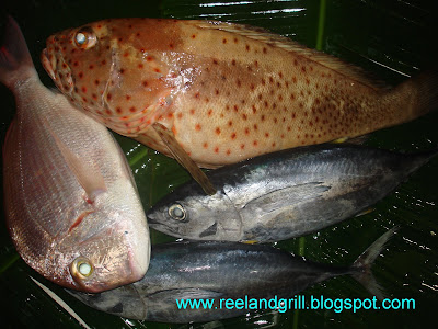 Reel and Grill: Mixed Bag of Fish from Sri Lankan Waters 2
