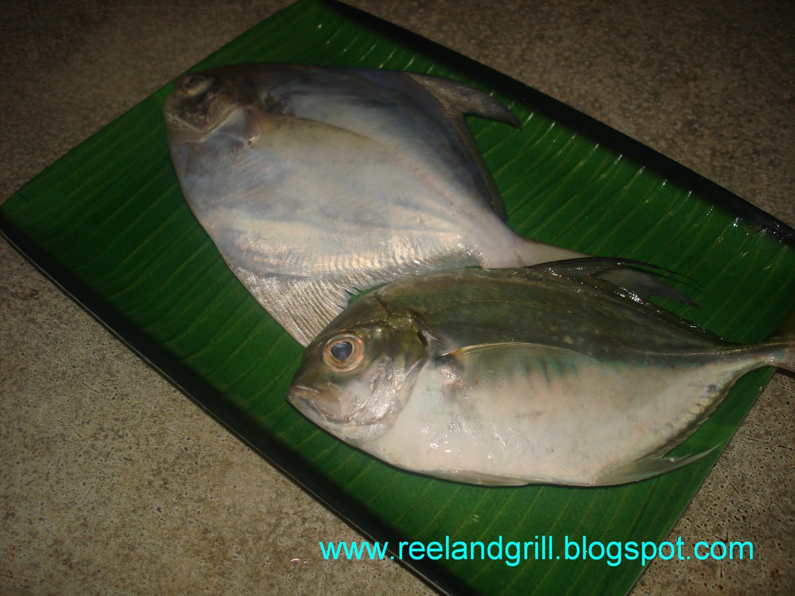 Reel and Grill: Mixed Bag of Fish from Sri Lanka Waters