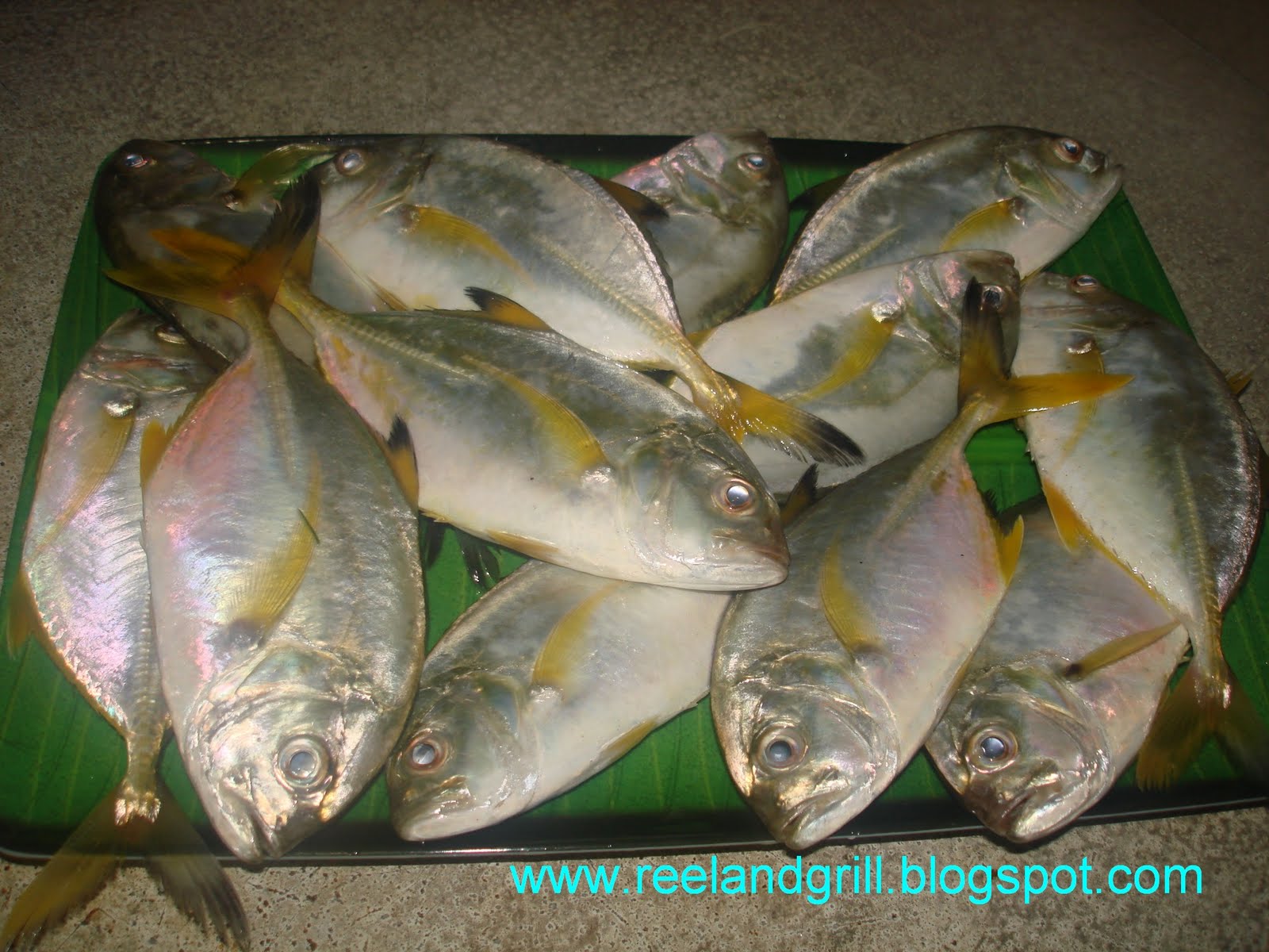Reel and Grill: Mixed Bag of Fish from Sri Lanka Waters
