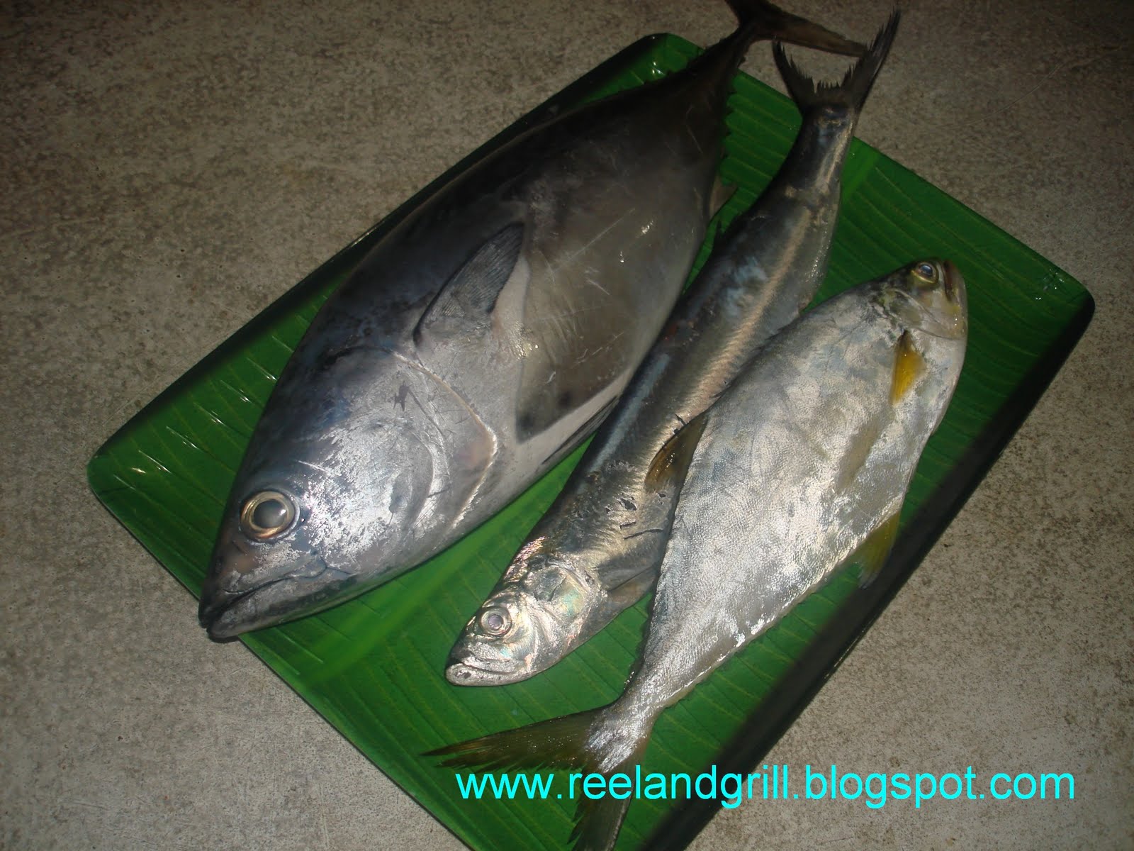Reel and Grill: Mixed Bag of Fish from Sri Lanka Waters