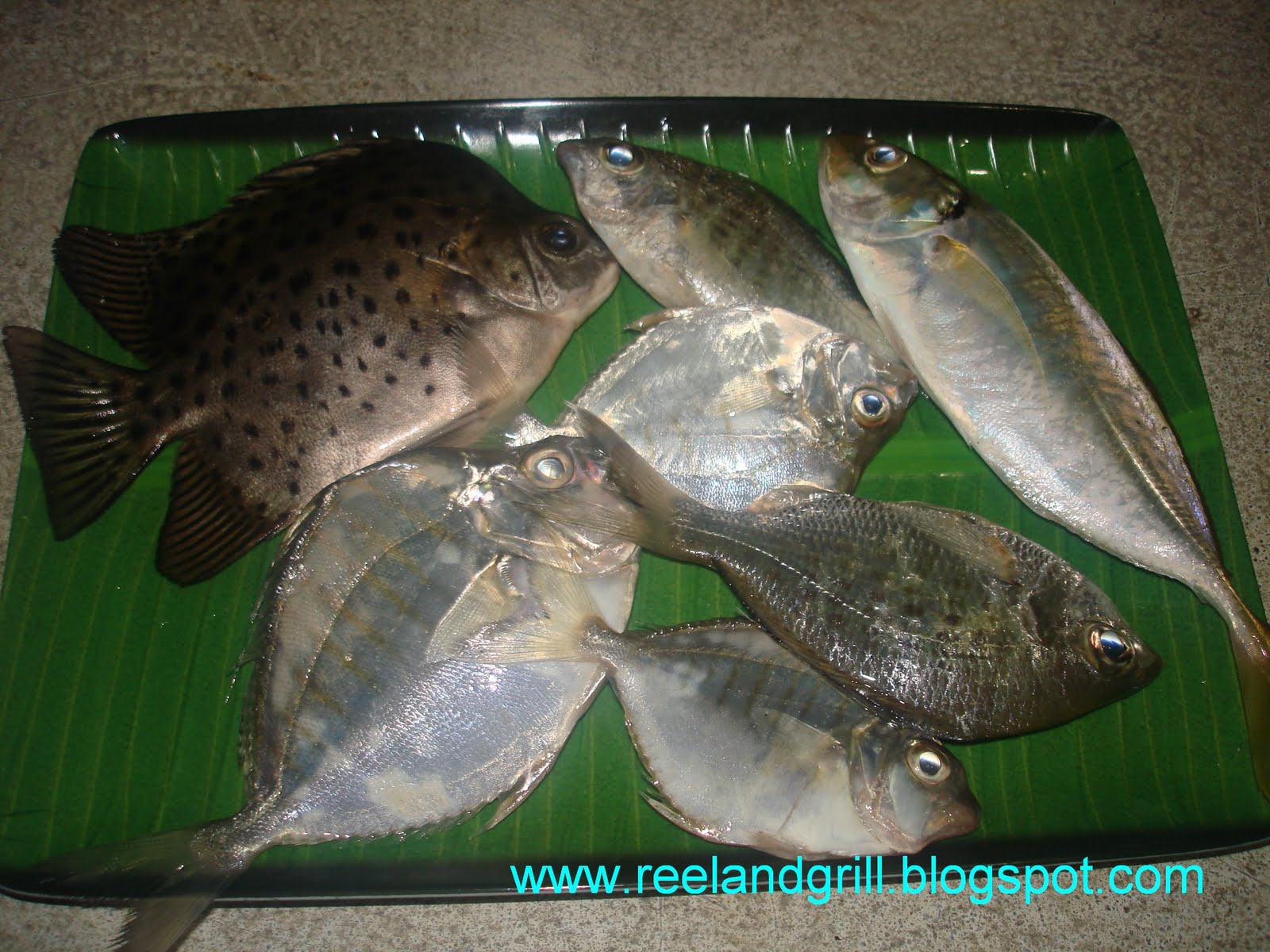Reel and Grill: Mixed Bag of Fish from Sri Lanka Waters