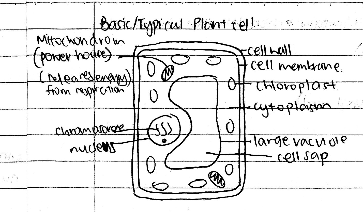 We Love Cellz ★: How a typical plant cell looks like ~