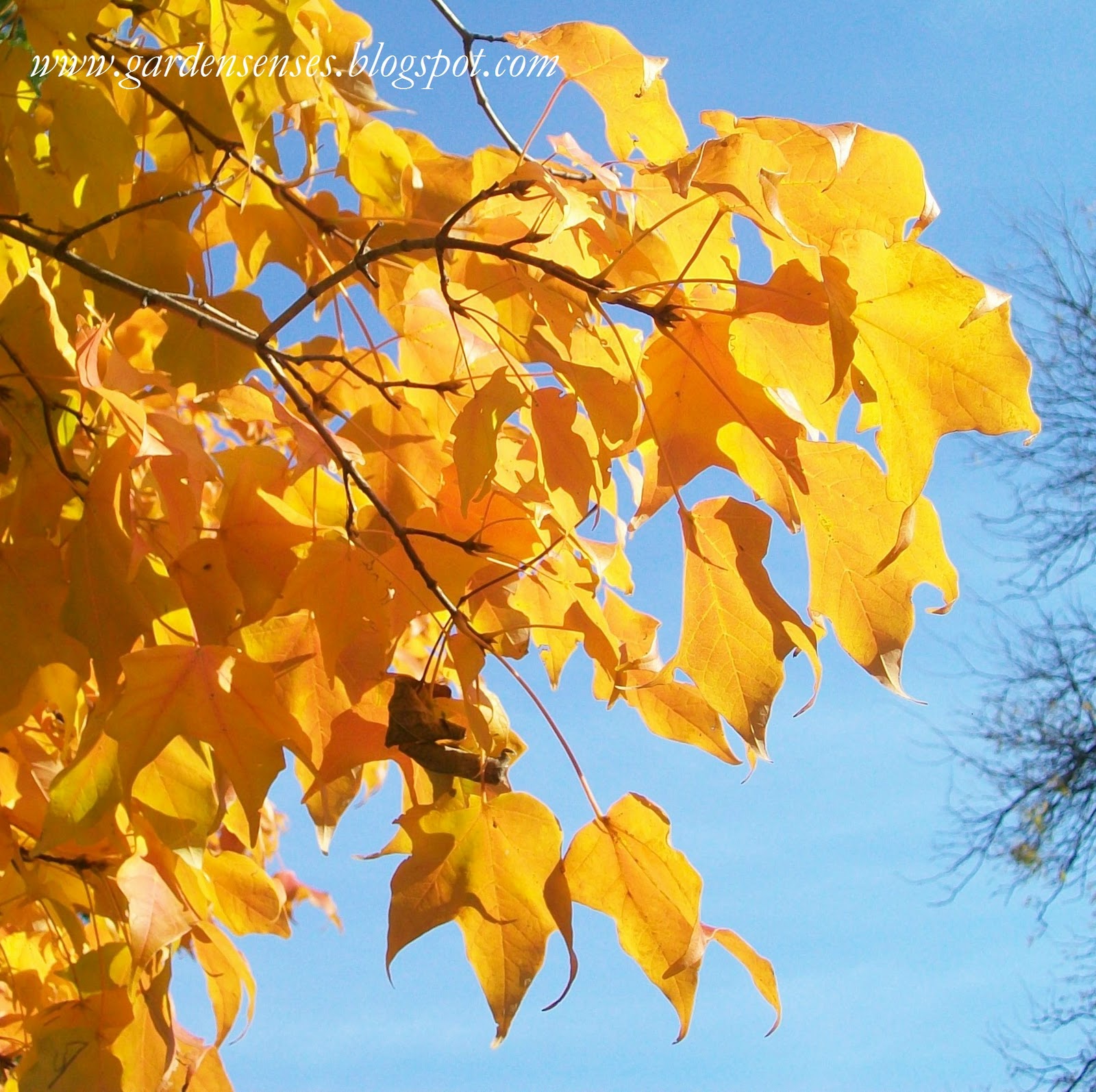 Garden Sense: Fall Color - Brilliant Trees