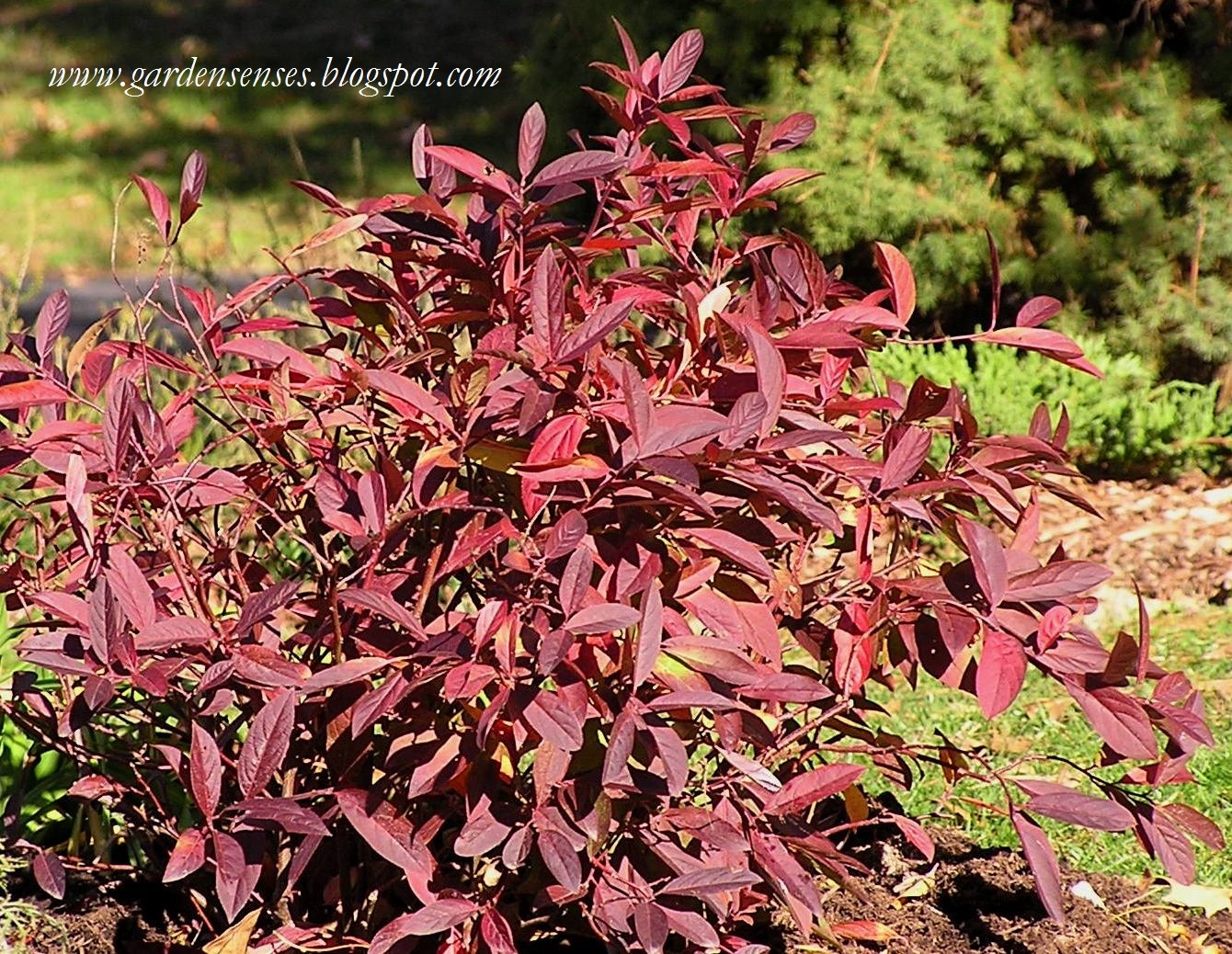 Garden Sense: Fall Color - Shrubs