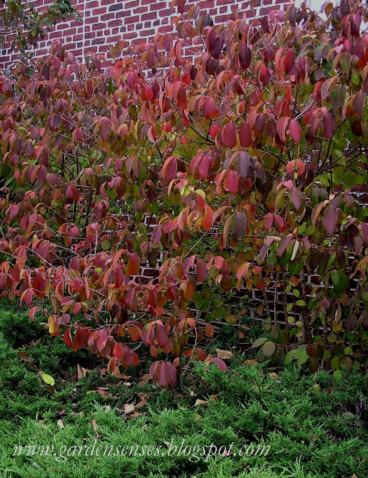 Garden Sense: Fall Color - Shrubs