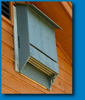 Bat conservation international bat box plans ~ Stephen work