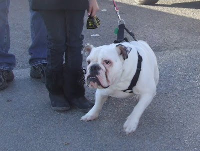 The Voice of Mitchell County: Loraine Bulldogs Pep Rally!