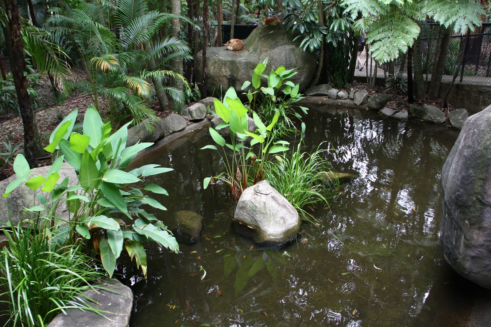 Tottie's Blooms: Tropical Gardens at Australia Zoo