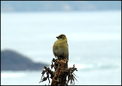 Fotografías de Aves: Chirihue comun
