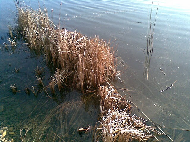 Lacuri, iazuri, bazine, hidroizolatii, constructii acvatice ...