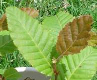 Especies Chilenas ******* bonsai nativo: Ñirre / Lenga / Raulí