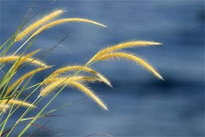 my naturally: ilalang (rumput liar nan indah)