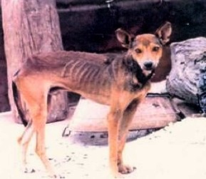 eScienceCommons: Dogs may help collar Chagas disease