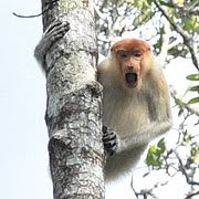 E-Borneo.Com - Travel Borneo Blog: Getting up close with Proboscis monkeys