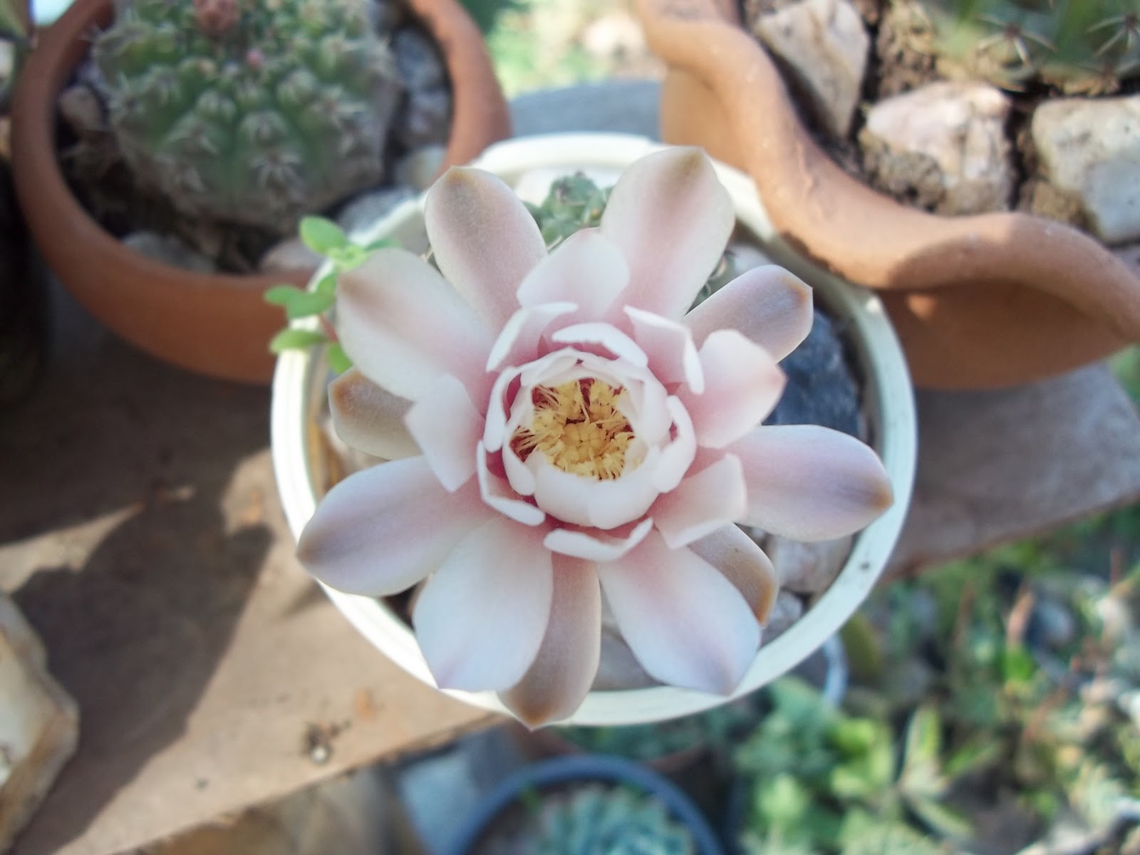 SOL Y LUNA HUERTA ORGANICA: CACTUS FLORECIDOS