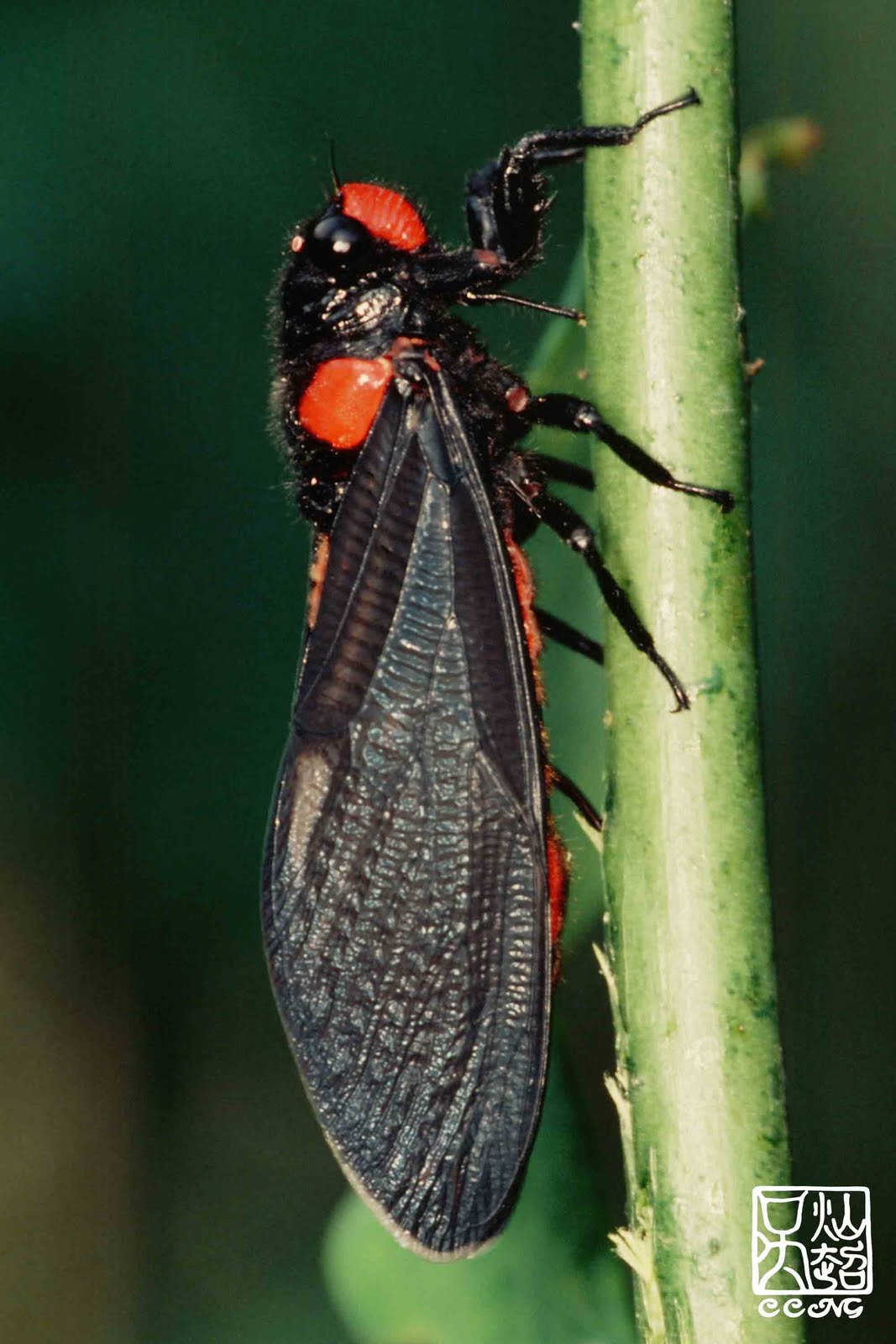 Shoot The Hooker: LIFE CYCLE OF THE BLACK AND SCARLET CICADA (HUECHYS ...