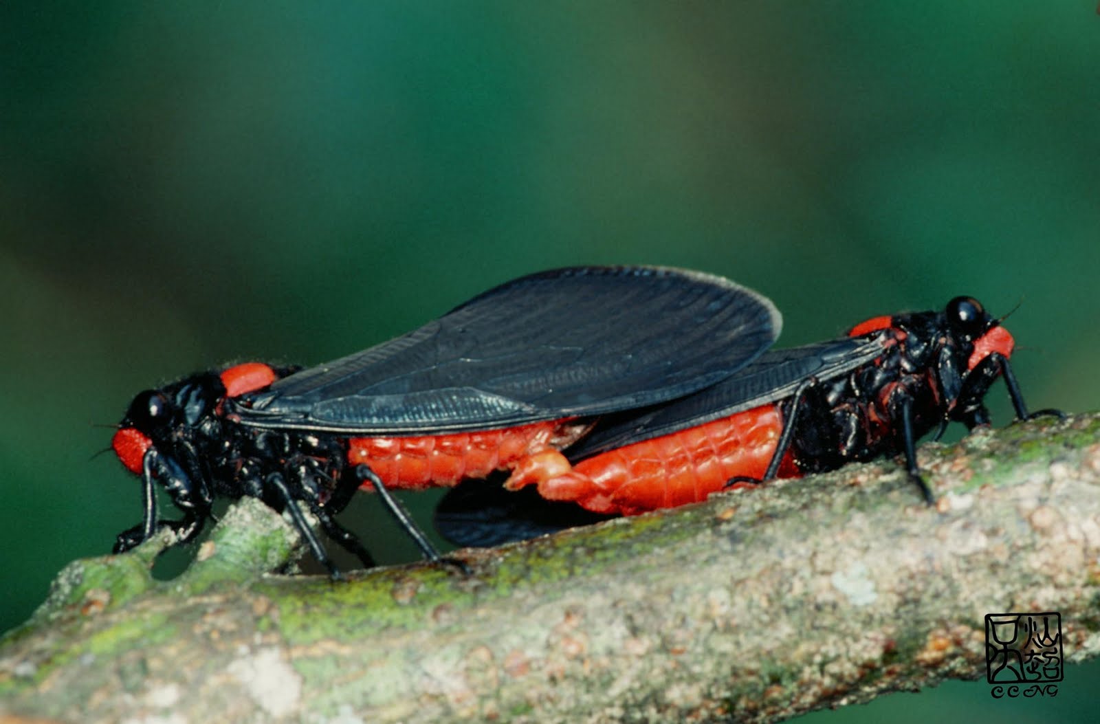 Shoot The Hooker: LIFE CYCLE OF THE BLACK AND SCARLET CICADA (HUECHYS ...