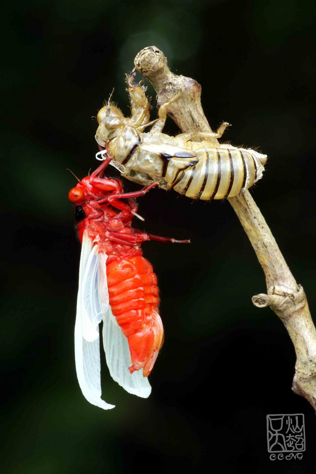 Shoot The Hooker: LIFE CYCLE OF THE BLACK AND SCARLET CICADA (HUECHYS ...