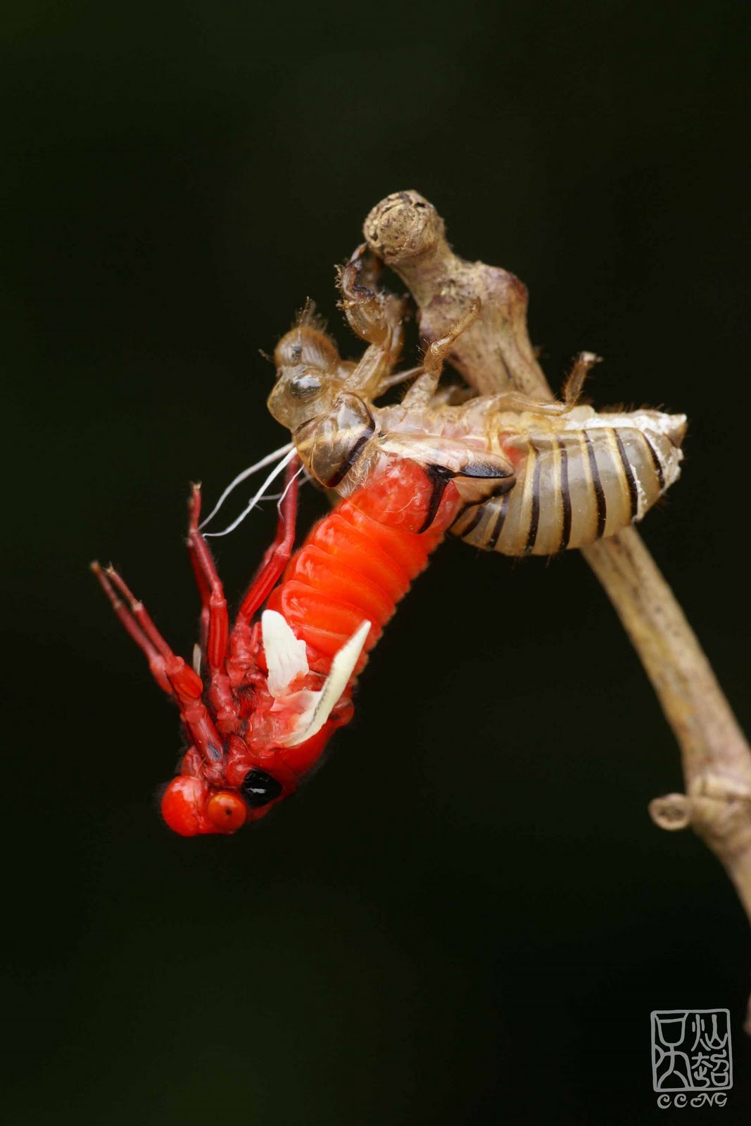 Shoot The Hooker: LIFE CYCLE OF THE BLACK AND SCARLET CICADA (HUECHYS ...