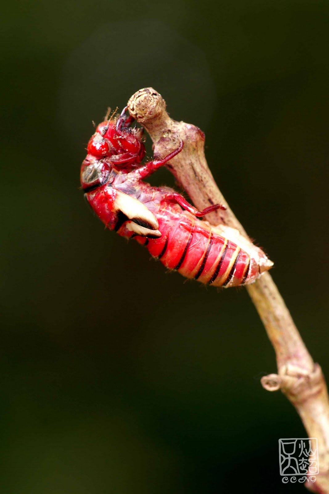 Shoot The Hooker: LIFE CYCLE OF THE BLACK AND SCARLET CICADA (HUECHYS ...
