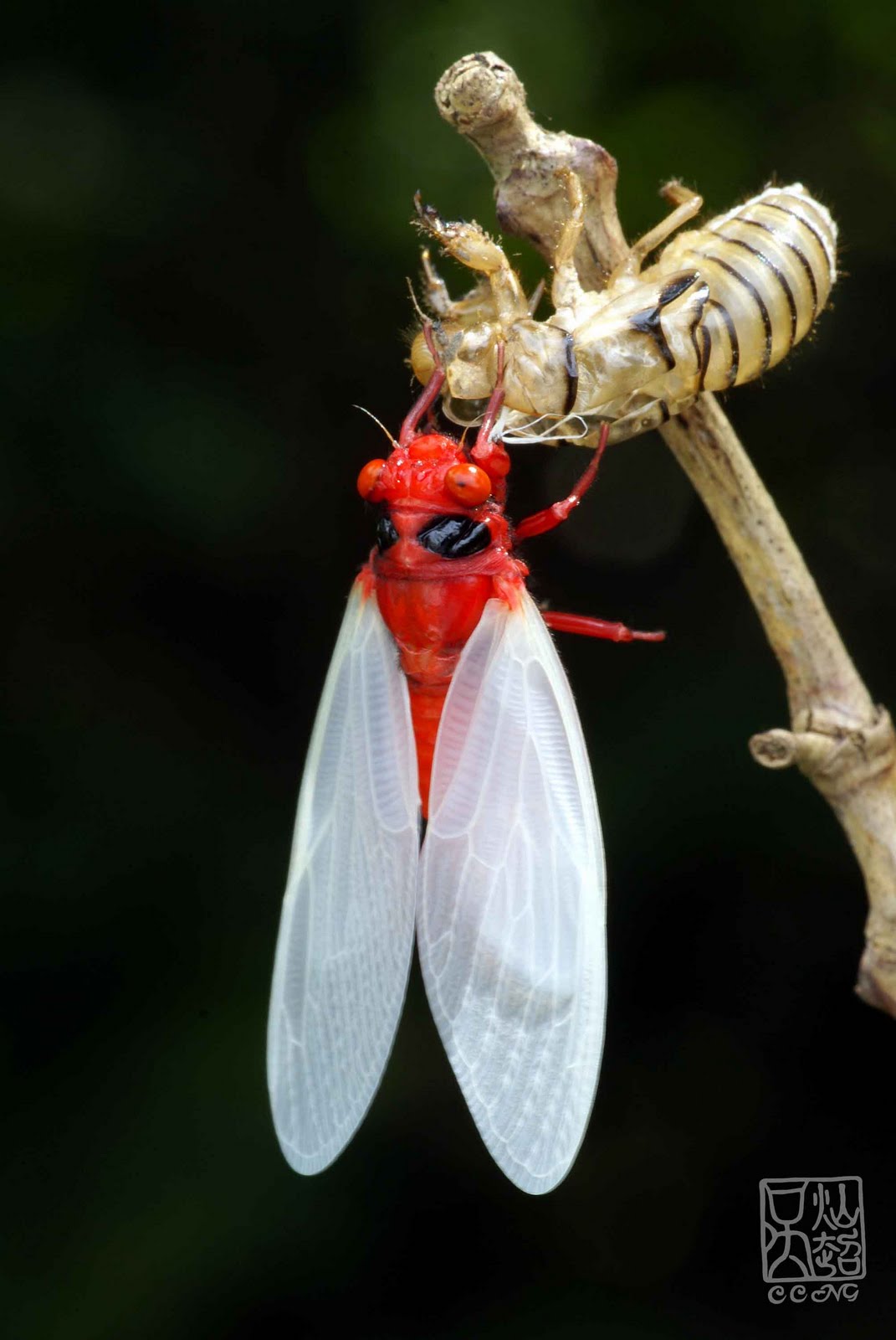 Shoot The Hooker: LIFE CYCLE OF THE BLACK AND SCARLET CICADA (HUECHYS ...