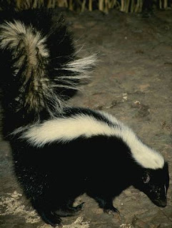 El Desodorante Da Cancer