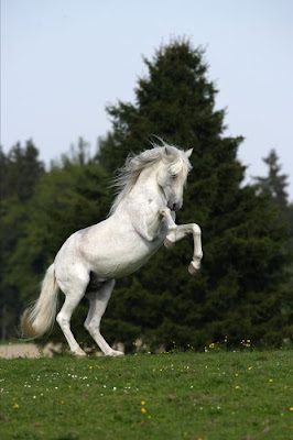 site official de cavalos: raça:Alter Real