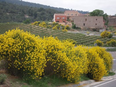 LLIURES VOLEN!: Ara digueu la ginesta floreix...