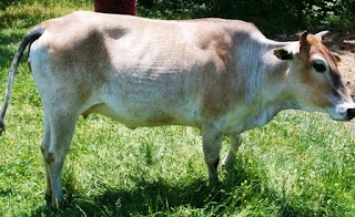 Buffalo Creek Farm and Creamery, LLC: New Miniature Zebu Pictures