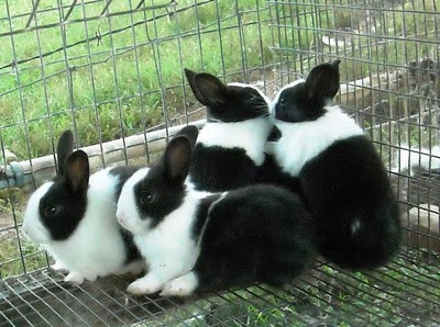 Buffalo Creek Farm and Creamery, LLC: Rabbits